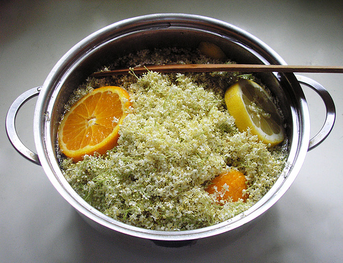 A gyógyító bodza: Füvesasszonyok kincse